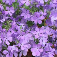 Presentation Materials – Maria T. Accardi